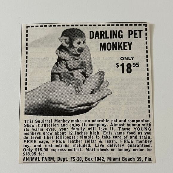 None and/or Unknown | Other | Animal Farm Darling Pet Monkey Miami ...